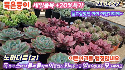 노아다육2묵둥이20특가세일흑장미조나단스네디청키뫼비우스클락비이클립스불새프리티우먼녹귀란핑크베라금이스트렐라블루엘프금대화련 Youtube