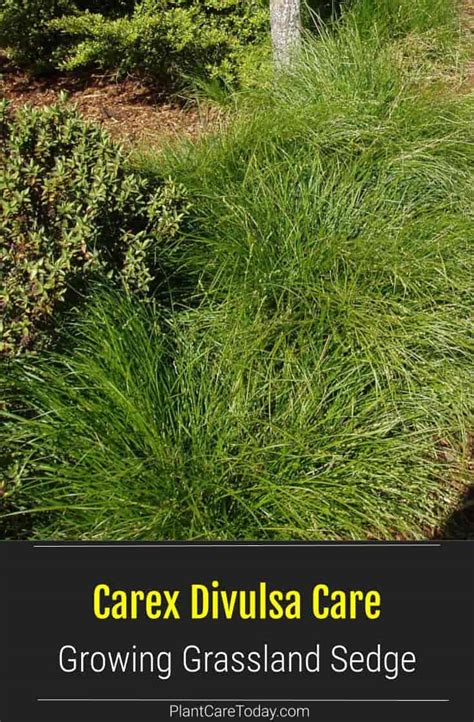 Learn Carex Divulsa Care All About Growing Grassland Sedge