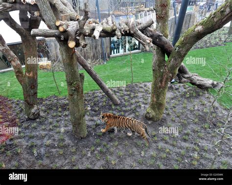 Tiger Territory A New Tiger Enclosure Opens At The London Zoo