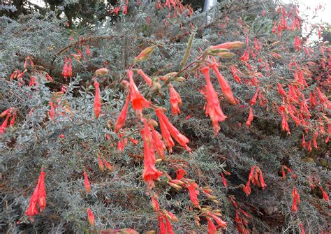 Southern California December Garden To Do List Fine Gardening