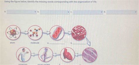 Solved Using The Figure Below Identify The Missing Words