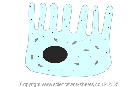 Aqa Gcse Factors Affecting The Rate Of Diffusion Biology Science Worksheets