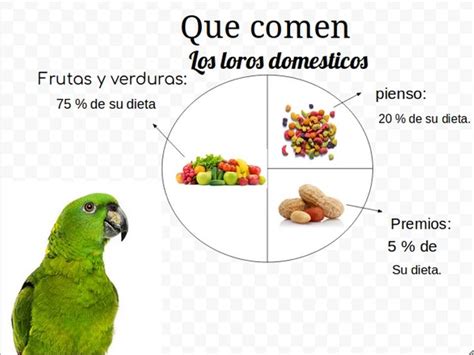 Que Comen Los Loros Domésticos En 2025 Juguetes De Aves Loros