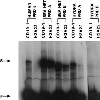 DNA Binding Assays The Binding Specificity Of In Vitro Translated Download Scientific Diagram