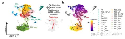 单细胞轨迹分析之应用篇 知乎