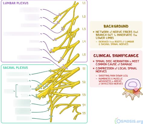 Sacral Plexus Diagram Quizlet Sacral Plexus Diagram Quizlet