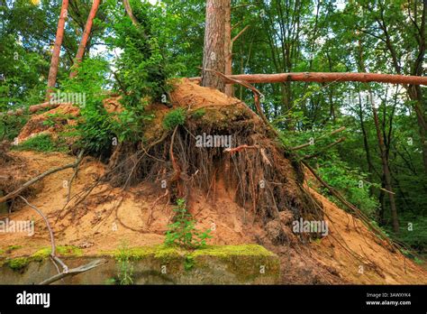 Pine Tree Grow Protruding Roots After Landslide Slide Soil Erosion Degradation Crumbling