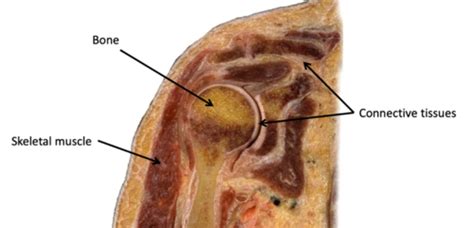 MSK Basic Concepts Flashcards Quizlet