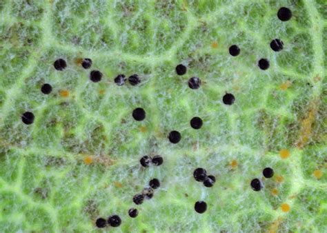 Nature Photography By Dragisa Savic