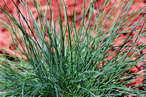 12 Best Ornamental Grasses For Your Landscape
