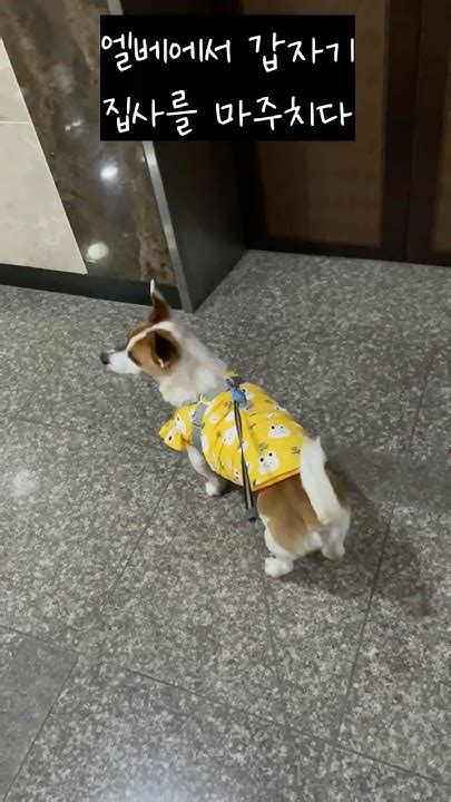 엘레베이터에서 집사를 마주하다 아기강아지 귀여운강아지 Corgi 강아지 아기shorts 룩희 Youtube