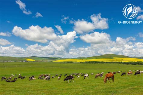 Freshwater Biome Types Location Climate Animals And Plants