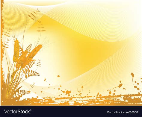 Corn Background Mdash Stock