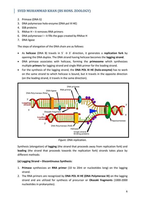 Dna Replication In Prokaryotes Pdf