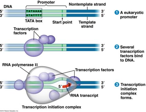 Genetics Ch 6 Inheritance Flashcards Quizlet