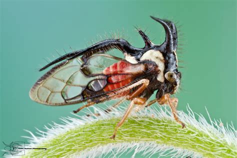 Treehopper By Colinhuttonphoto On Deviantart