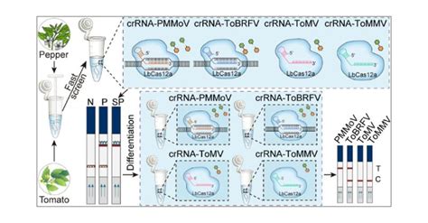 Ahmad Jewehan Phd On Linkedin One Step Reverse Transcription
