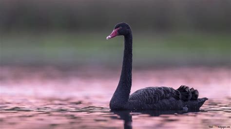 Black Swan Ballet Wallpaper