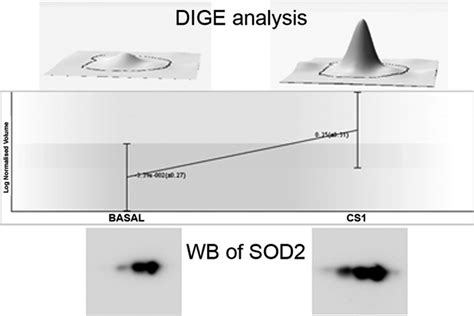 Sod2 Is Increased By Cs1 Two Dimensional Western Blot Wb Analysis Of