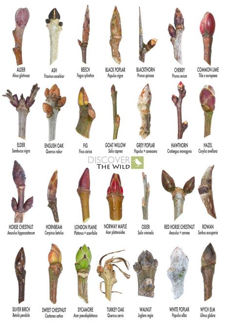 Tree Bud Identification Artofit