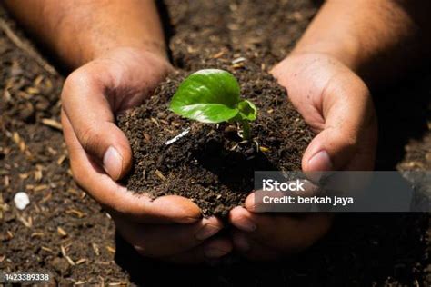 손은 식물 씨앗으로 토양을 잡습니다 환경과 농민을위한 자연 사진 건강한 생활방식에 대한 스톡 사진 및 기타 이미지 건강한 생활방식 계절 녹색 Istock