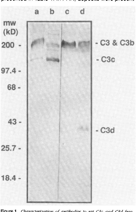 Figure 1 From Glomerular C3c Localization Indicates Ongoing Immune