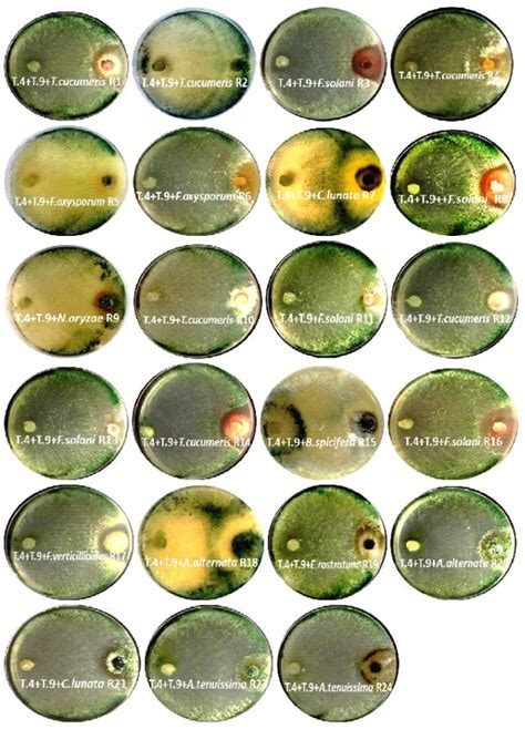 Efficiency Of 10 Compatible Isolates Of Trichoderma Spp Against Rice Pathogens Under Laboratory