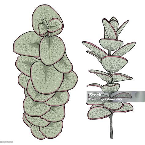 흰색 배경에 설정 된 녹지와 즙이 많은 식물 손으로 그린 가지 또는 나뭇 가지 수채화 모방 실제 식물로 만든 꽃다발을 위한 다육식물단 벡터 개체 그룹에 대한 스톡 벡터 아트