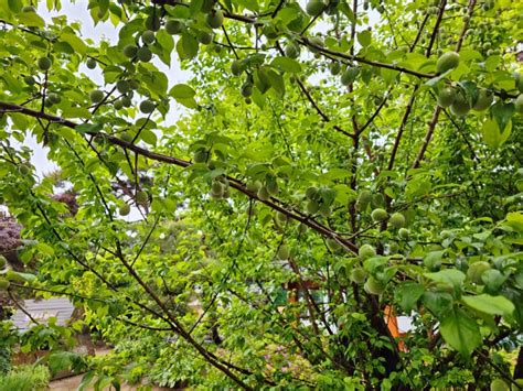 매실 수확시기 매실청 매실액기스 매실액 효능 네이버 블로그