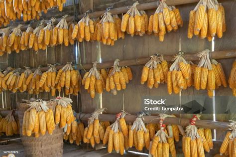 유기농 생 옥수수 또는 옥수수 밭 태국의 경제 전통 식물의 행 자연 배경입니다 건강한 식생활에 대한 스톡 사진 및 기타 이미지 건강한 식생활 건조한 계곡 Istock