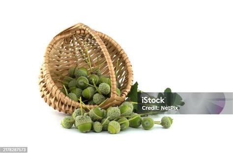 녹색 도토리와 참나무 잎으로 짠 바구니를 가진 자연스럽고 가을에 흰색으로 분리되어 있습니다 가을에 대한 스톡 사진 및 기타 이미지 가을 계절 고리 세공 Istock