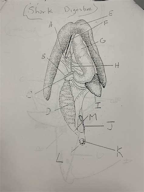 Shark Digestive Diagram Quizlet