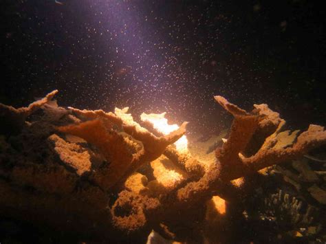 Coral Sex How Reproducing Species In The Lab Could Be Key To Restoring Reefs In The Wild