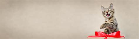 놀라움과 선물 상자를 표현하는 표정을 가진 재미 있고 귀여운 새끼 고양이 복사 공간이 있는 웹 배너입니다 스튜디오 촬영 0명에 대한 스톡 사진 및 기타 이미지 Istock