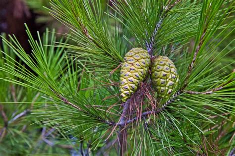 Types Of Pine Trees In British Columbia ProGardenTips