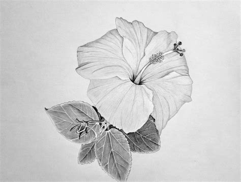 Drawing Of A Hibiscus Flower