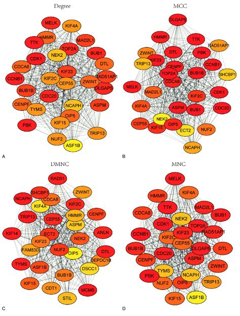 ppi network of hub genes the top 30 hub genes identified by degree