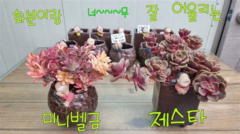 24511토 미니벨금 제스타도 이쁘지만 💕화분💕이 개인적으론 더 맘에 드네요~😁😆😁 향원이네다육 010 6828 3188 Youtube