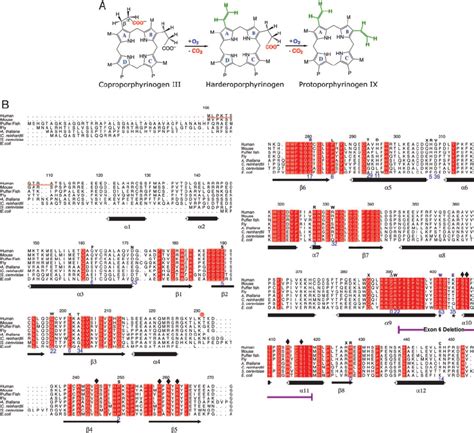 Cpo Chemistry And Sequence Conservation A Reaction Catalyzed By Download Scientific
