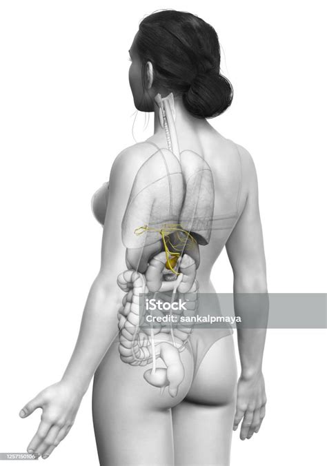3d 여성 장기 담낭 해부학의 의학적으로 정확한 그림을 렌더링 3차원 형태에 대한 스톡 사진 및 기타 이미지 3차원 형태 간 내부 기관 건강관리와 의술 Istock