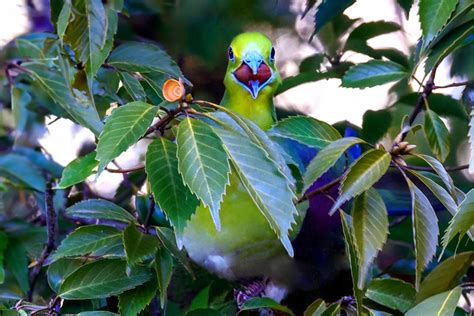 나그네 새 ‘녹색비둘기 울산대공원에서 포착 브릿지경제