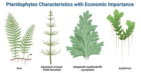 Pteridophytes Life Cycle With Economic Importance