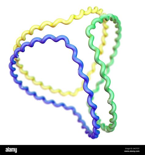 Human Apolipoprotein A 1 Molecule Molecular Model Showing The Structure Of An Apolipoprotein A