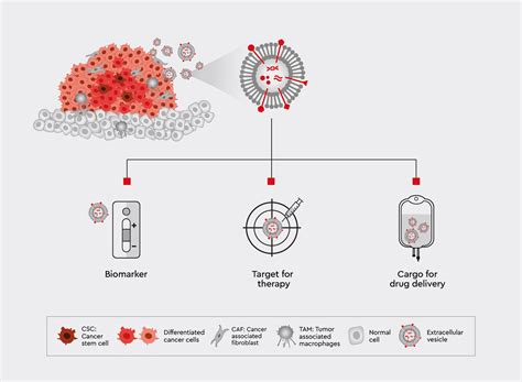 The Importance Of Cell Media In EV Cancer Treatment