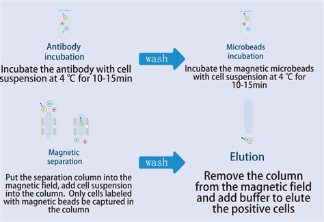 Magnetic Microbeads Cell Separation Kit Archives Rwd Life Science