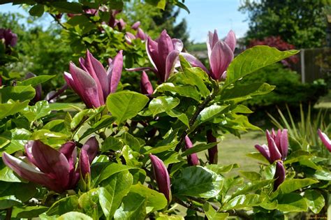 Purple Magnolia Flowers in Garden