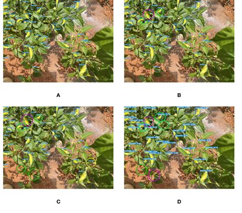 Frontiers Rapid Detection Of Yunnan Xiaomila Based On Lightweight