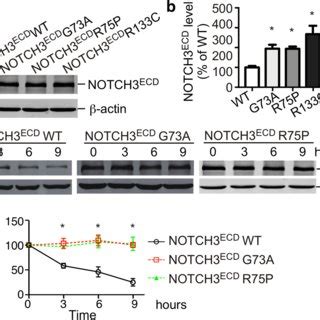 Notch3ecd G73a Mutant Induced Cell Loss Via Apoptosis A Hek293 Cells