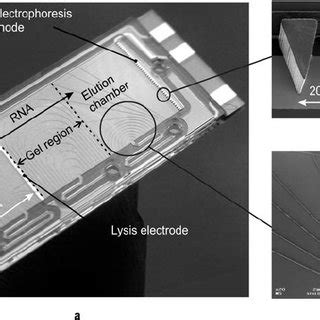 Microfluidic Chip For RNA Extraction A Picture Of The Chip A Square Download Scientific