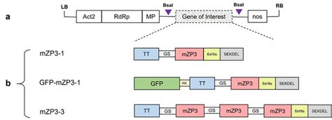 Schematic Representations Of The T Dna Of Magnicon And The Expression Download Scientific